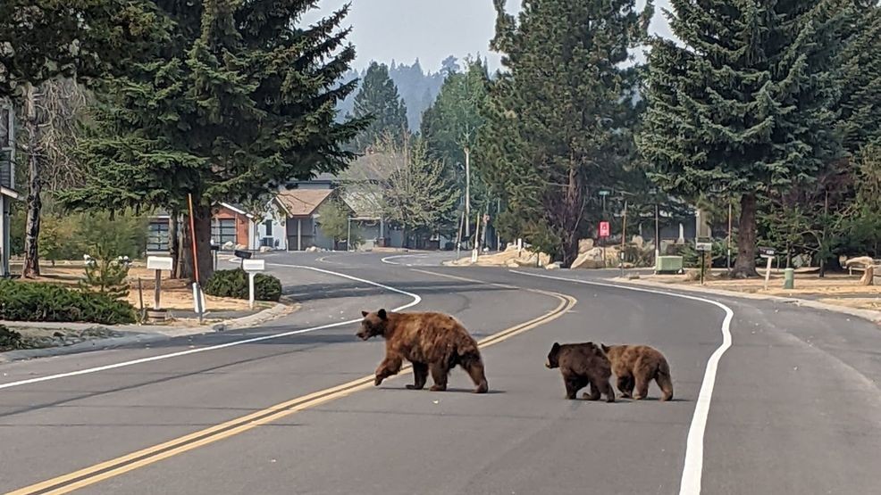 Lake Tahoe's black bears: How to coexist safely with wildlife