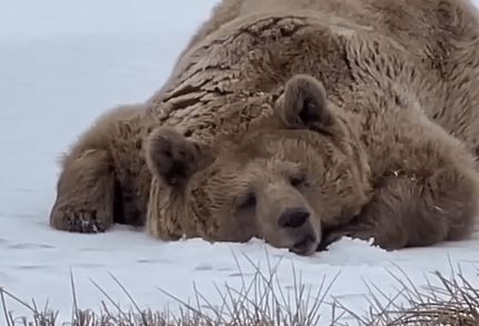 'Skilled Napper' Bear Licks Frozen Pond While Dozing in New York Sanctuary