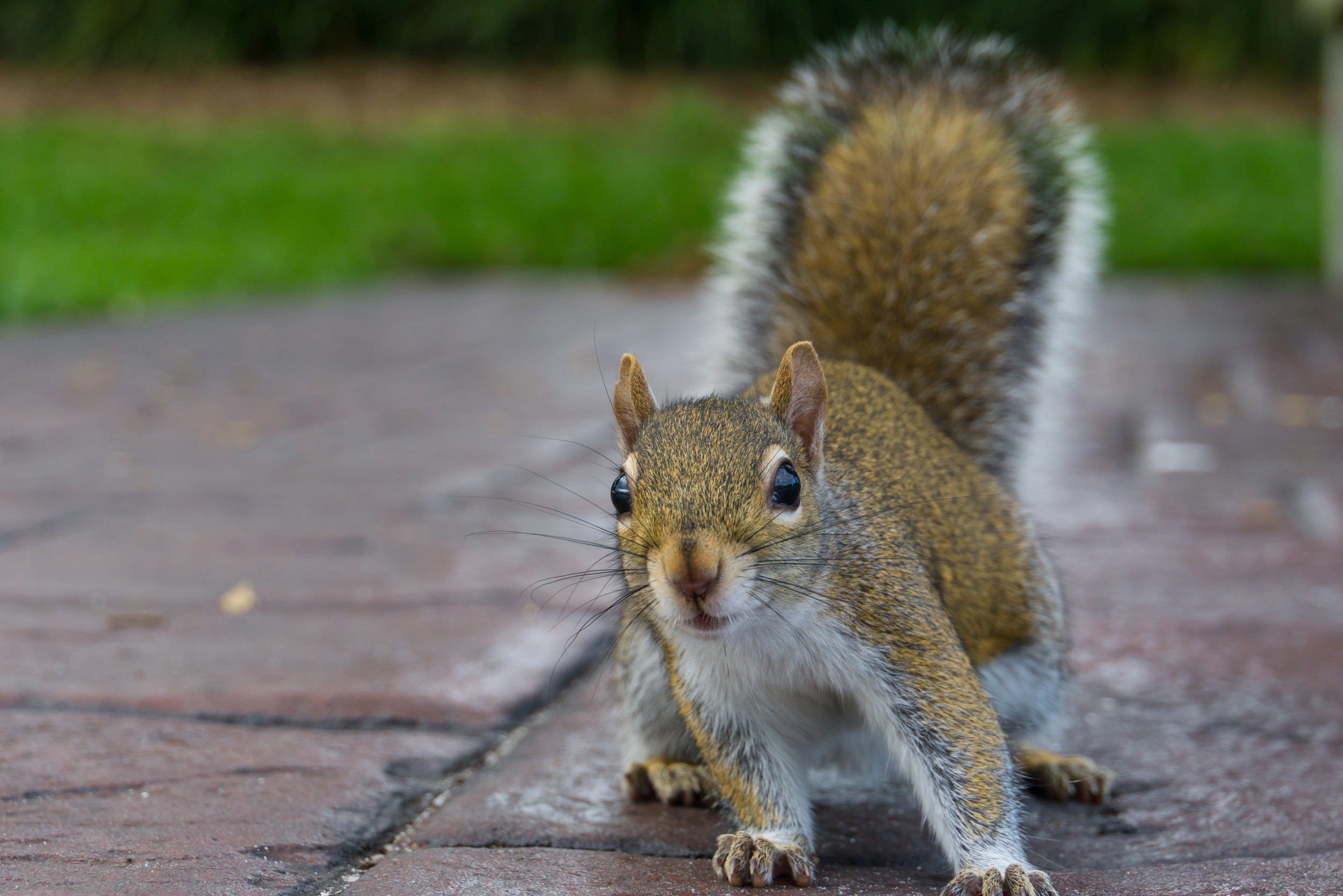 What Man Finds Squirrel Doing on Trampoline Melts Hearts: 'Caught Him'