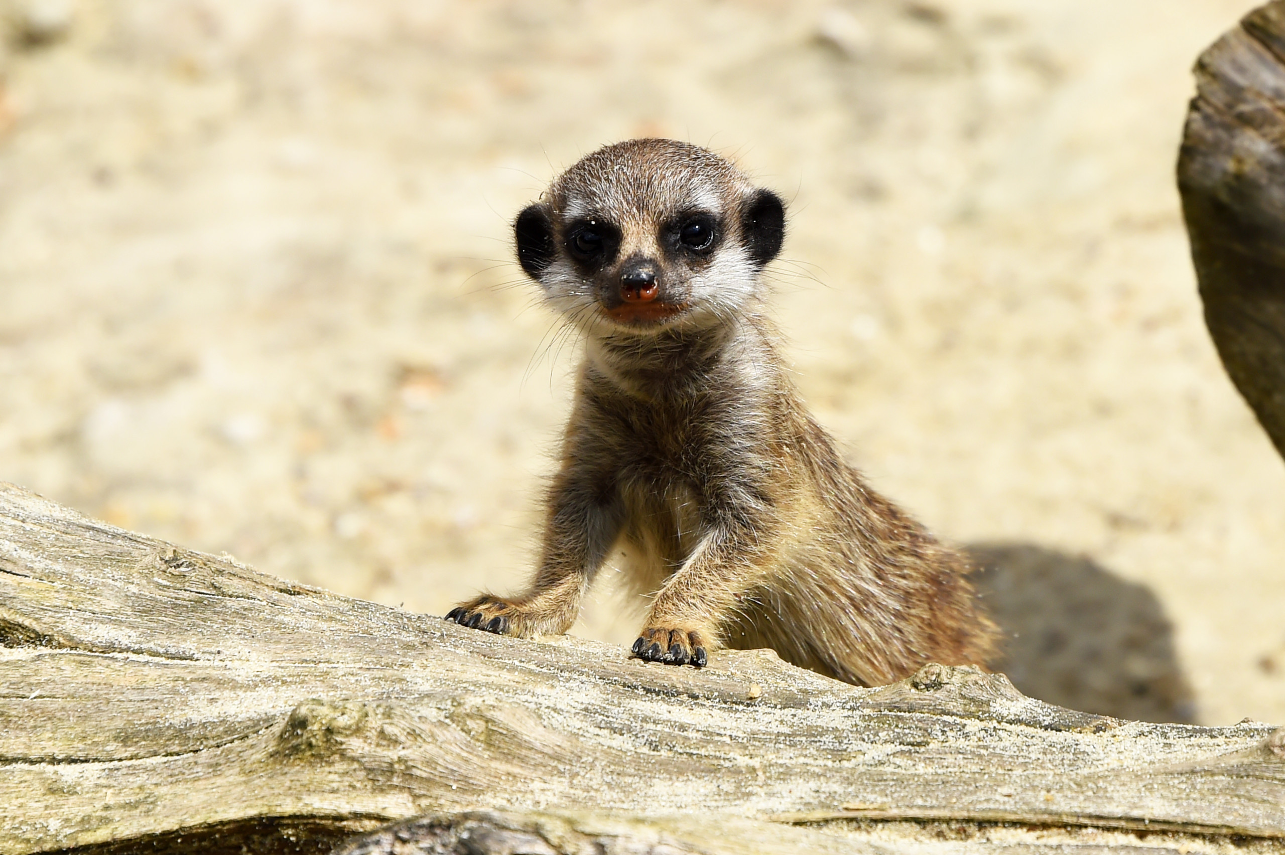 Animals you've never seen as babies