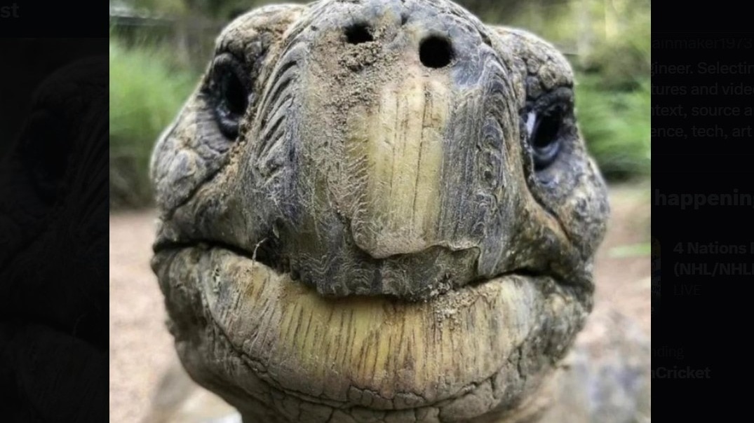 Jonathan, the 192-year-old tortoise, breaks the internet with rare close-up