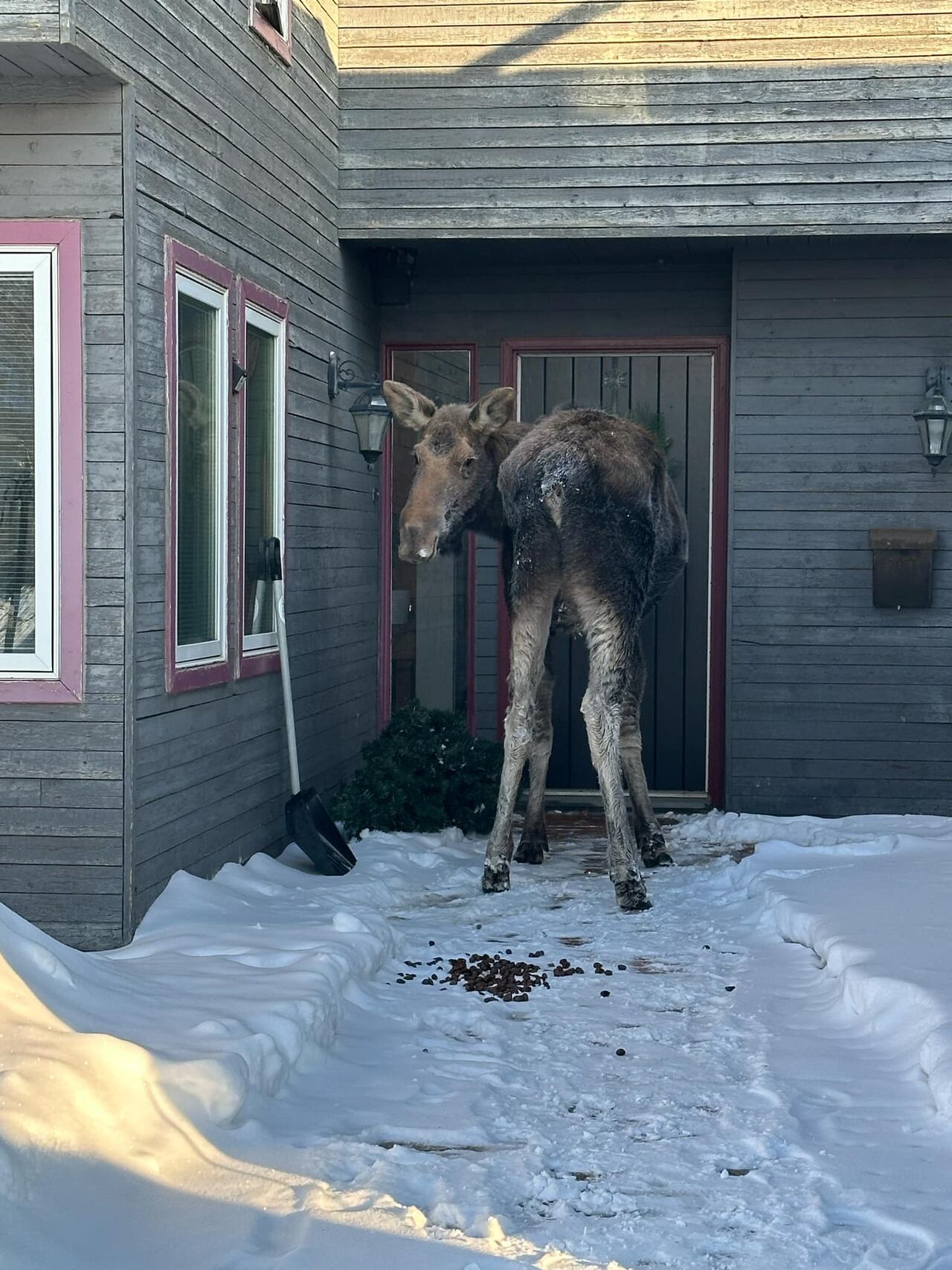 What to do if there's a moose at your door? This B.C. woman had to ...