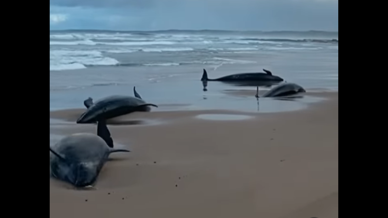 Over 150 False Killer Whales Get Stranded On Australian Beach ...