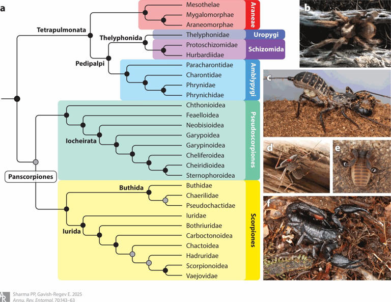 Arachnid evolution redefined: Whole-genome duplications and multiple ...