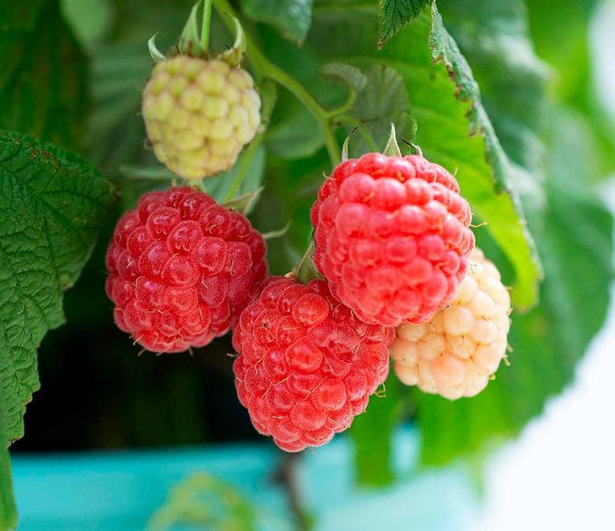 How to Grow Raspberries in Your Own Yard