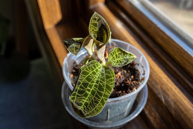 Only Have North-Facing Windows? 8 Plants That Would Love to Sit on Your ...