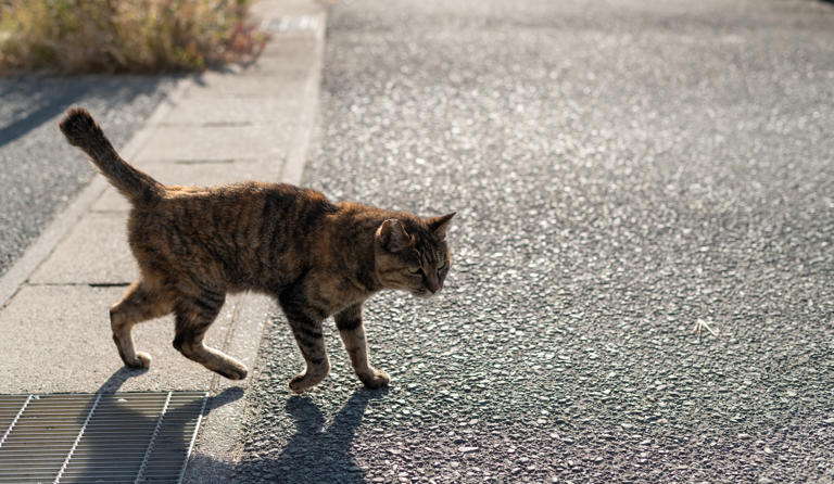 Cat Crosses Street When He's 'Not Allowed'—Dog Sibling Saves the Day