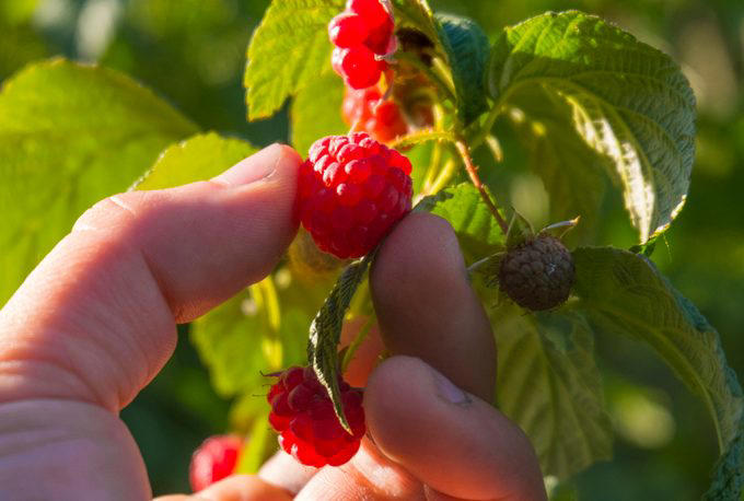 How to Grow Raspberries in Your Own Yard