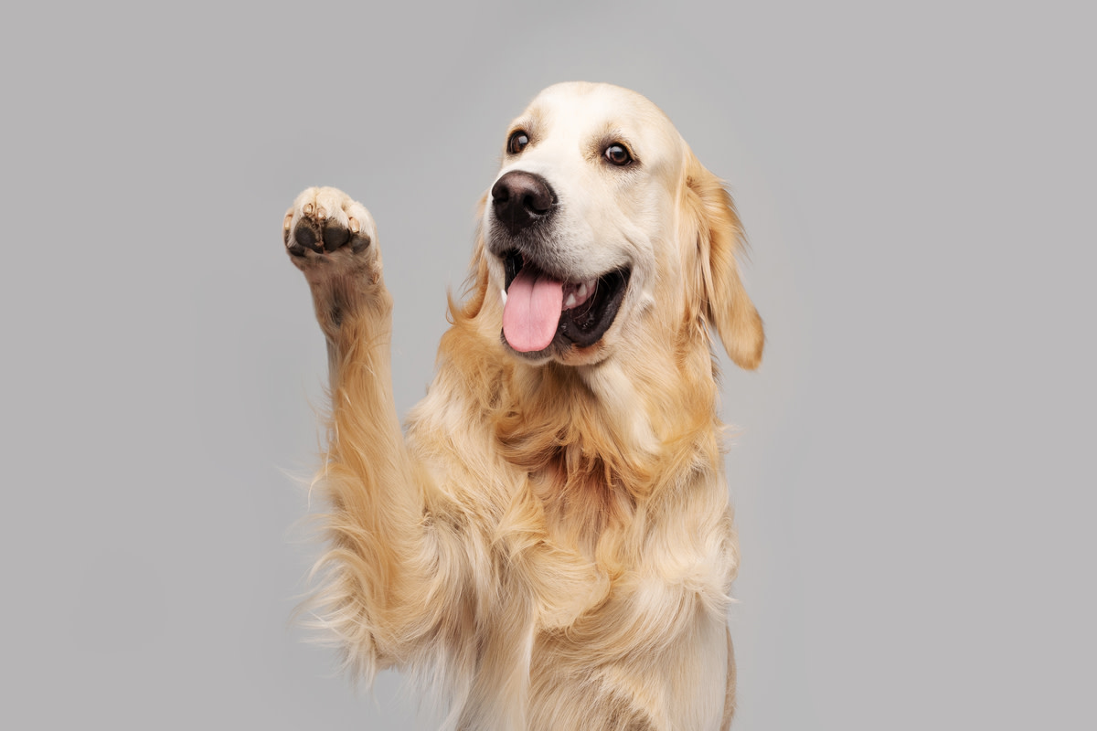 Golden Retriever’s Paw Pads Look Exactly Like Tiny Teddy Bears