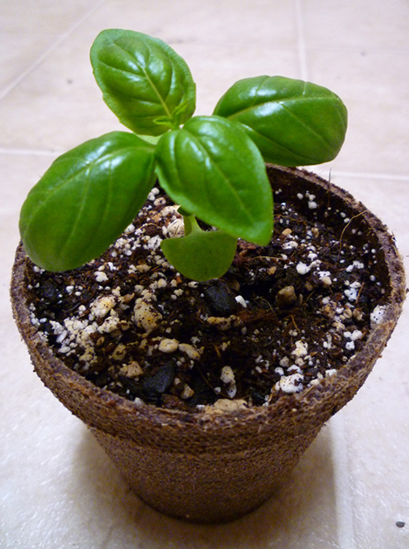 If You Buy Grocery Store Basil in a Pot, Here’s What to Do With It to ...