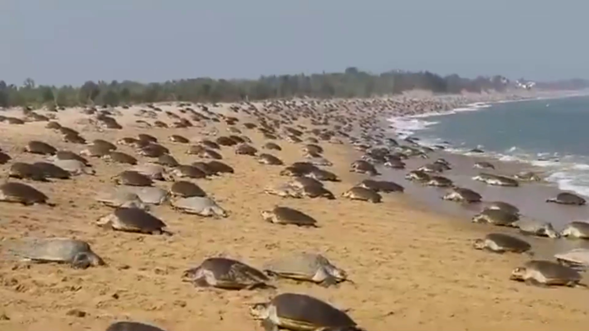 Hundreds of sea turtles take over beach for mass nesting