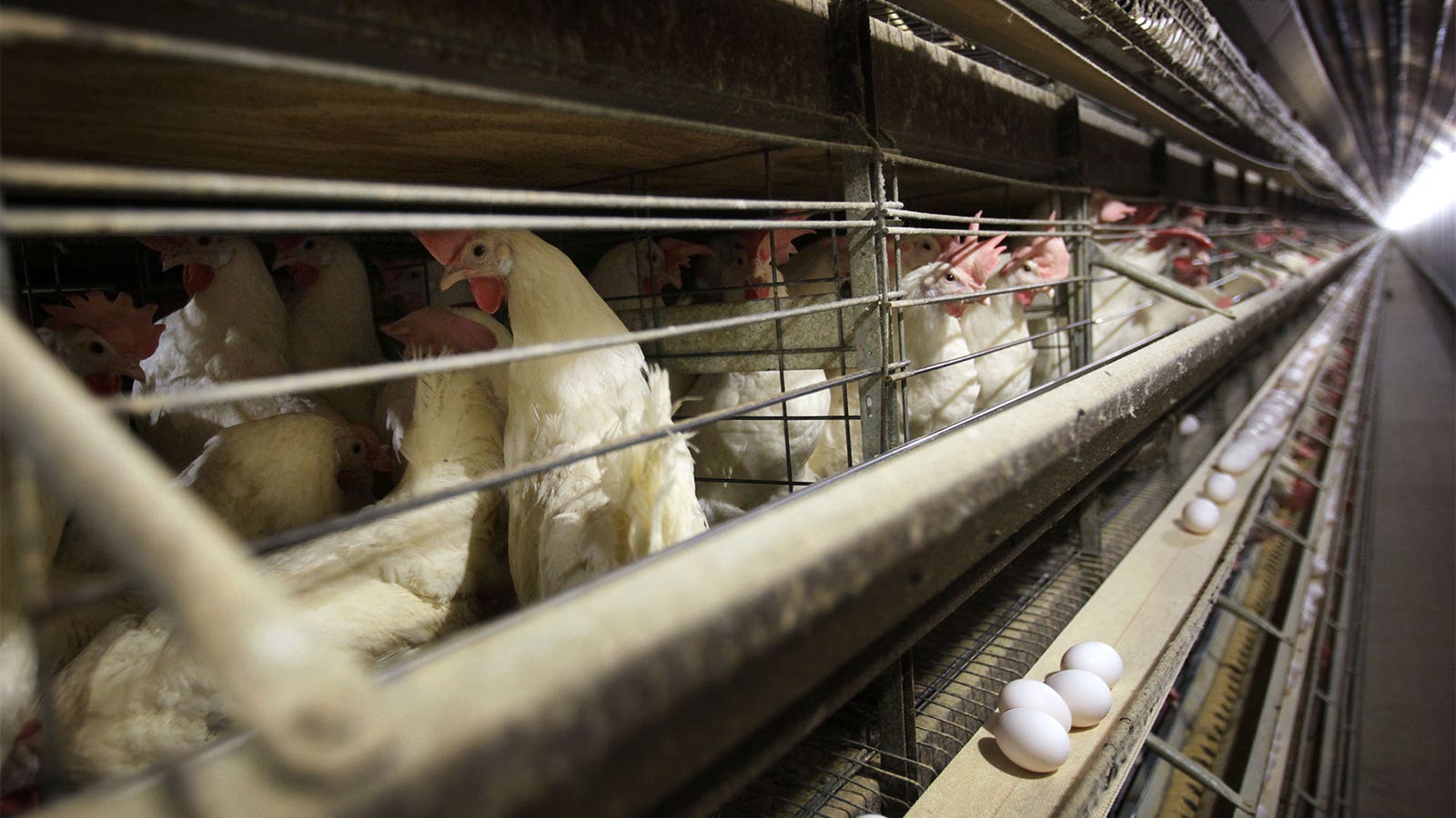 Trump Admin Plans New Strategy to Fight Bird Flu as Egg Prices Soar
