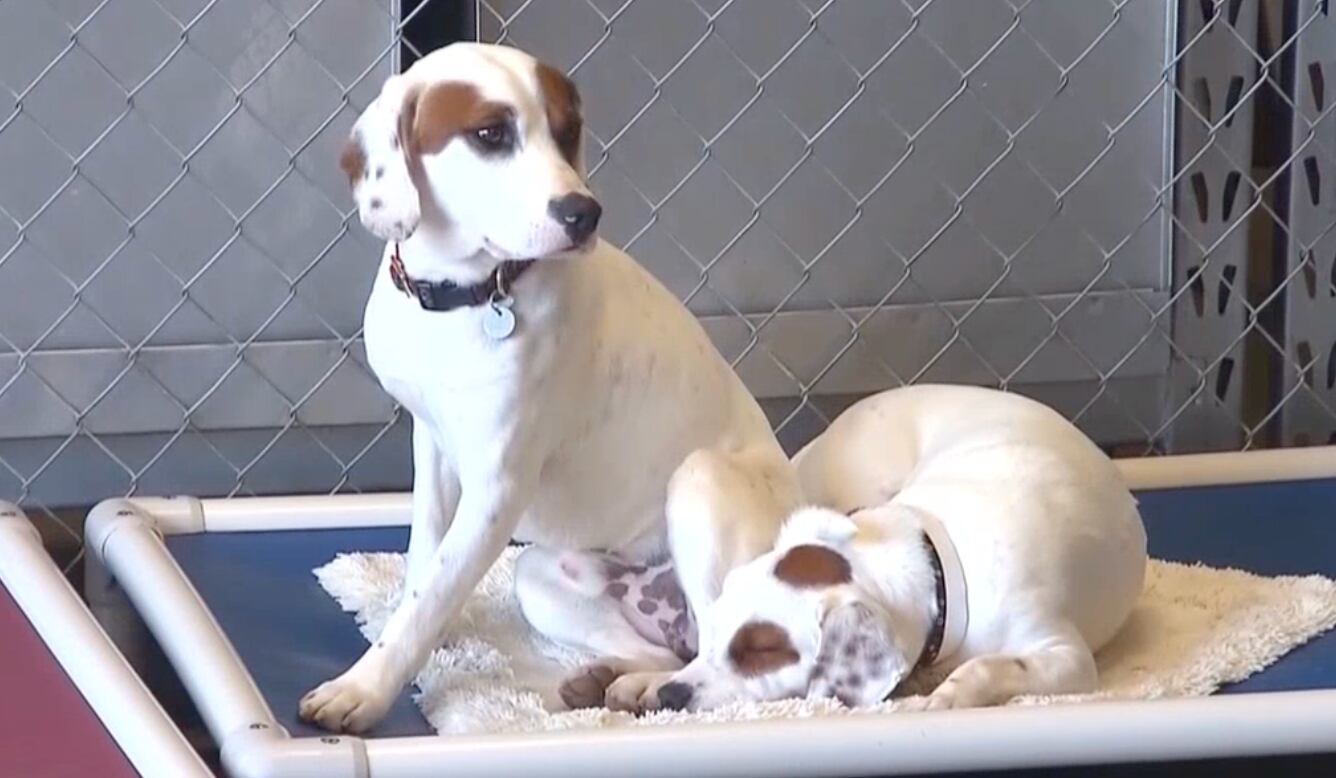 Leigh's Lost and Found Digital Extra: Pet owners scramble after chip ...