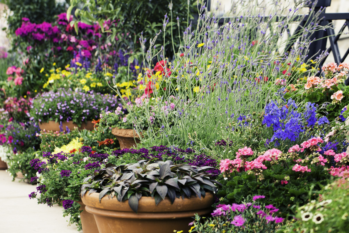 Annuals vs. perennials: what's the difference?