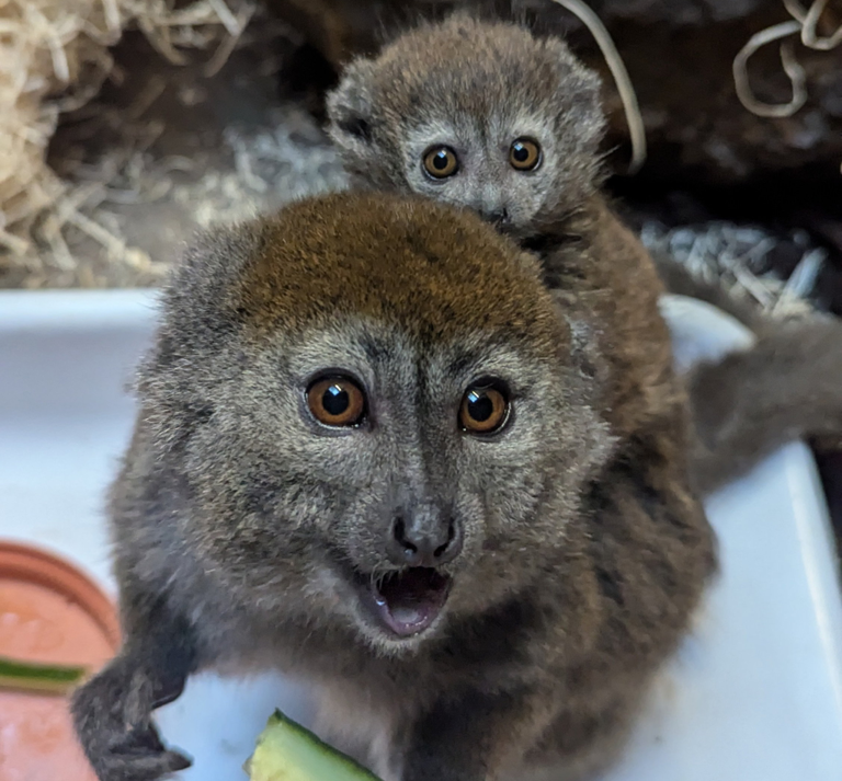 Zoo’s baby boom sees several endangered animals being born