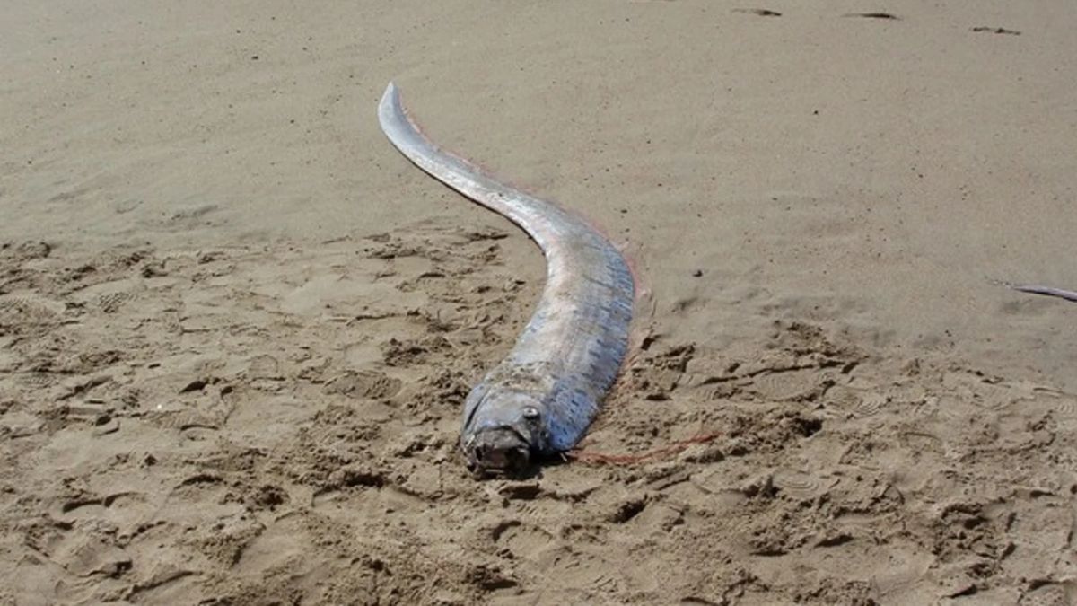 Video: emergió el "pez del fin del mundo" que, según un mito, vaticina ...