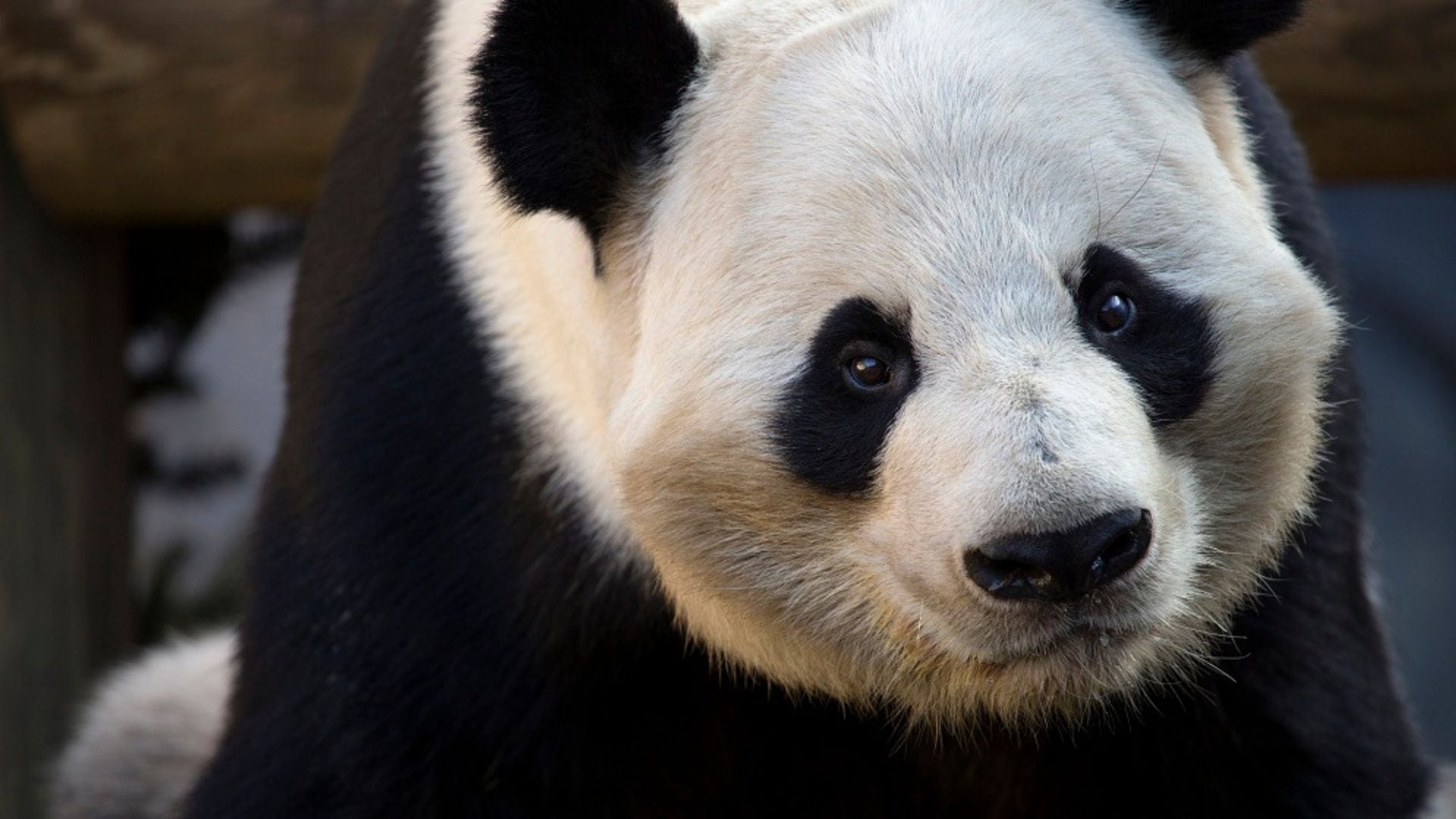 Zoo Atlanta in talks to bring back giant pandas, working to expand ...
