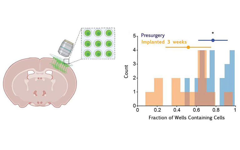 Biohybrid BCI Adds More Neurons to the Brain
