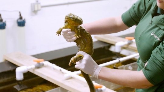 This Crazy Looking Thing Has a Very Unique Name! Can You Guess What It Is?