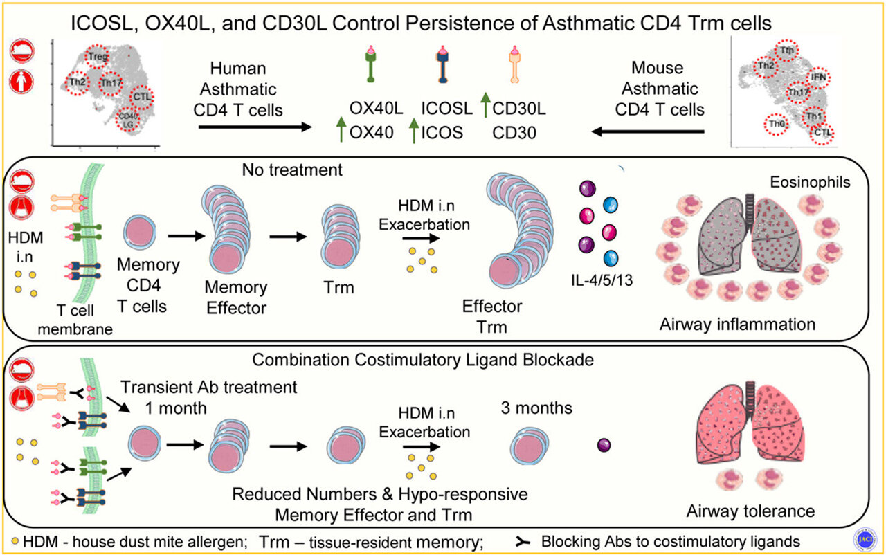 New therapeutic 'cocktails' may provide long-lasting relief for ...