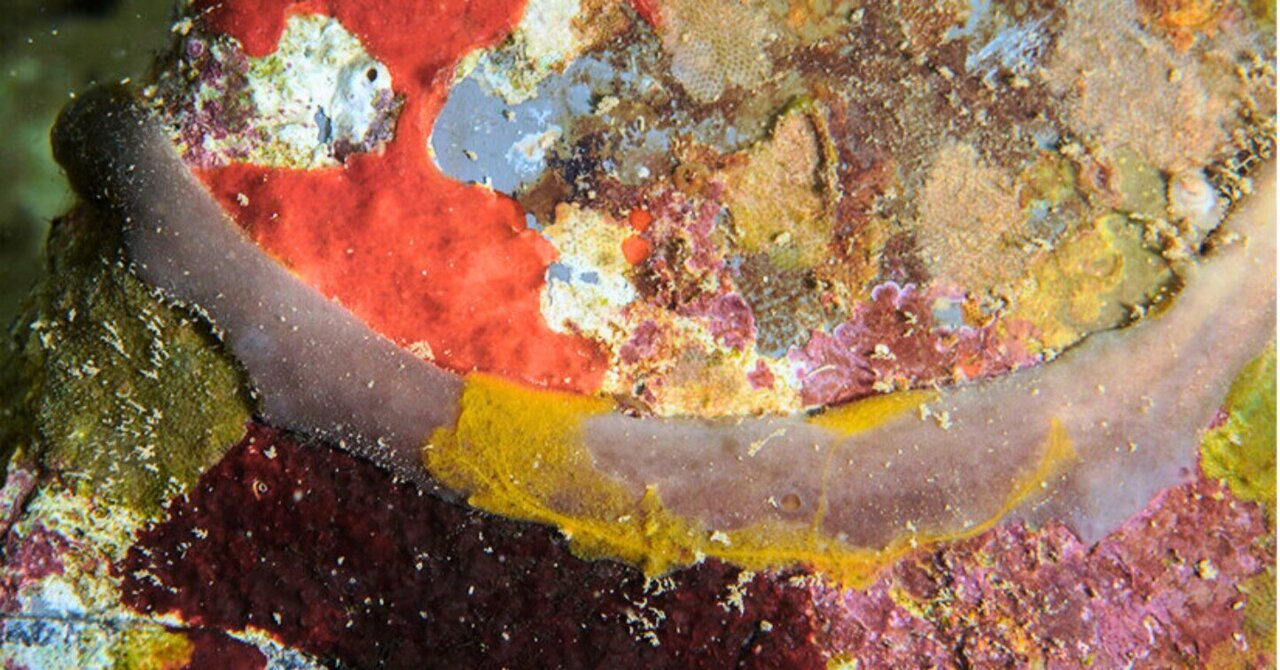 10 new sponge species discovered in Hawaii's Kāne'ohe Bay