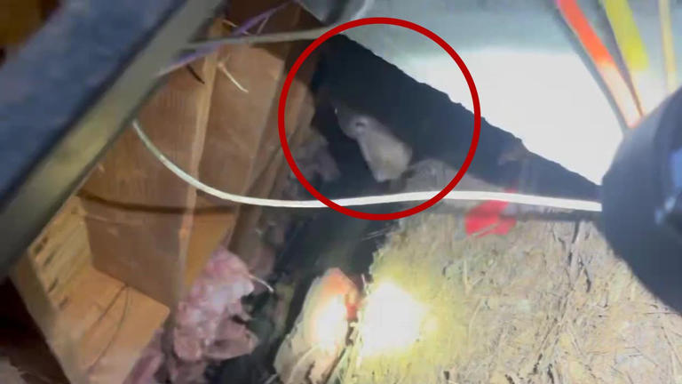 Massive bear makes home in crawlspace of Pasadena home damaged by Eaton ...