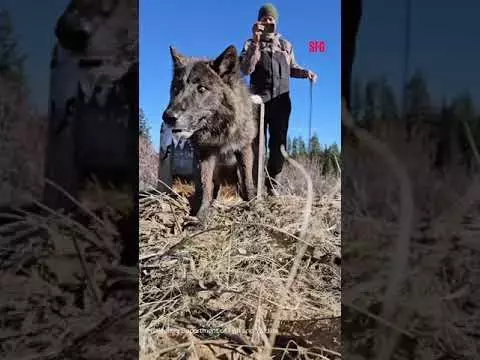 California Sets Record for Most Satellite-Collared Wolves