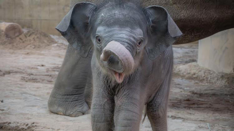 Oregon Zoo's newest baby elephant to make public debut Friday