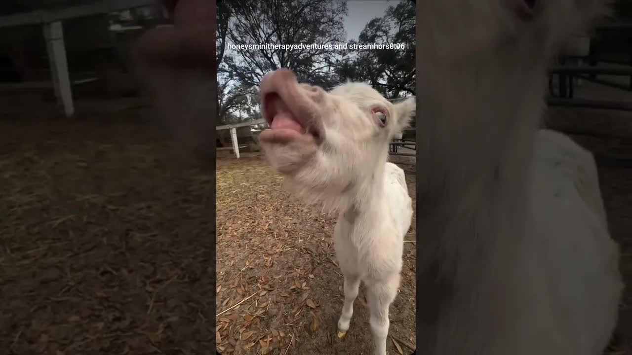 Adorable White Miniature Horse Foal