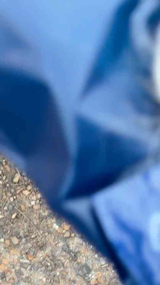 Adorable Dog Delivers Flowers with a Wagging Tail