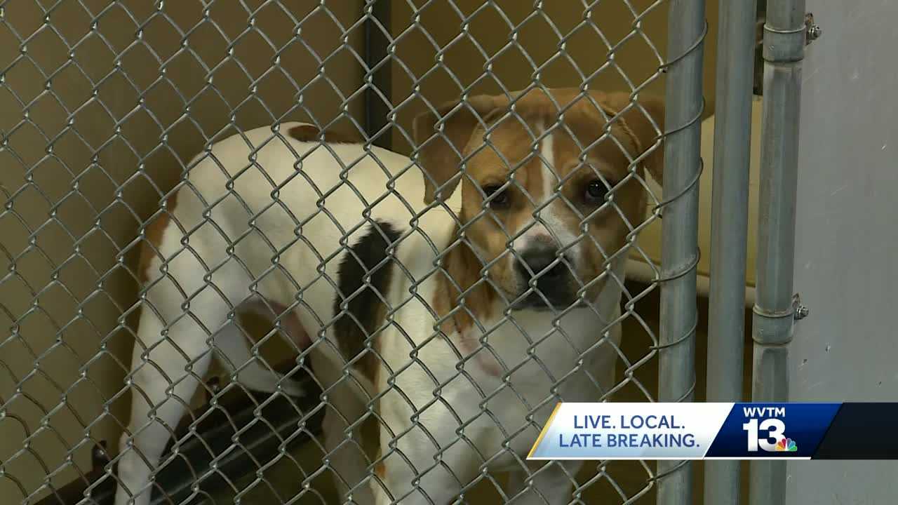 Blount Co. Animal Control says new pet protection laws are necessary ...