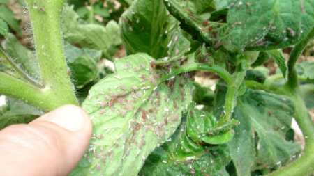 Cómo eliminar el pulgón de tus plantas con tres plaguicidas caseros ...