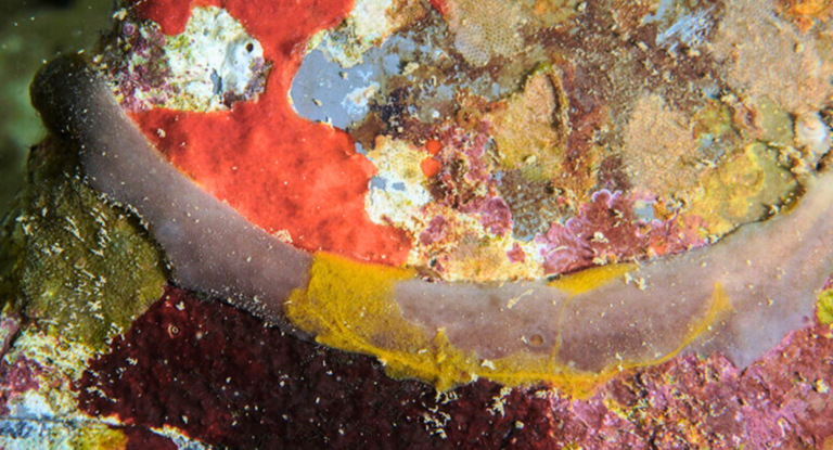 New sponge species discovered in Kaneohe Bay