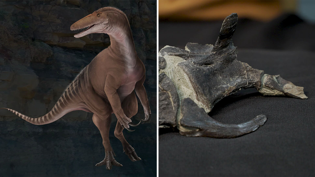 'Fascinating' new fossils uncover the Aussie T-Rex