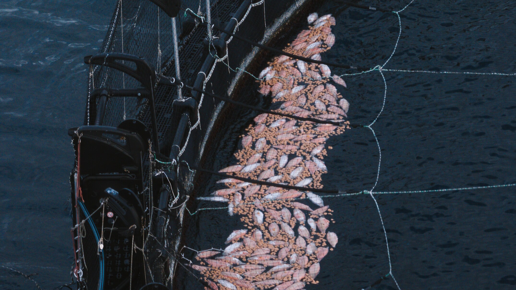 Salmon industry apologises for impact of 'unprecedented mortality event'