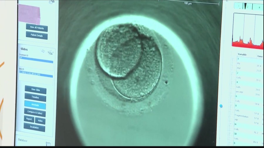 IVF embryo mix-ups are more common than you think, lawyer says