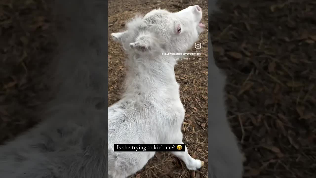 Adorable Mini Horse Wants Butt Scratches