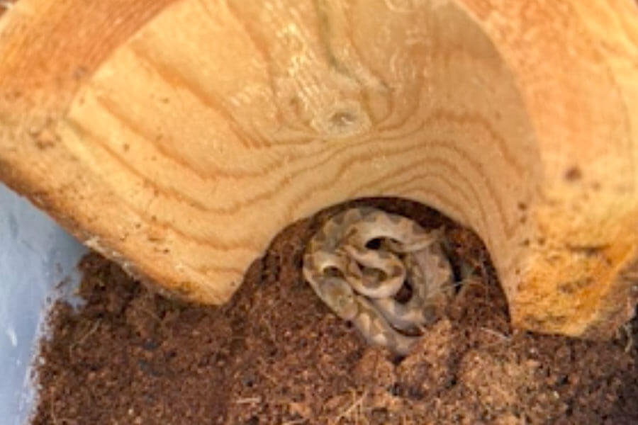 Supermarket worker saves snake found in box of bananas