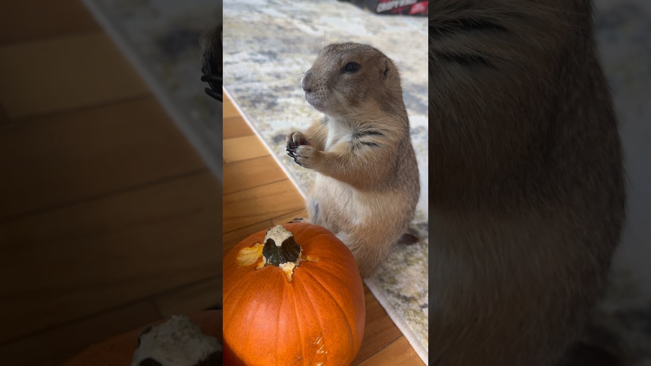 Prairie dog continues carefully working on a pumpkin carving
