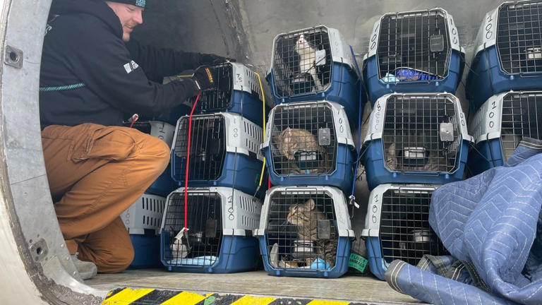 Shelter cats arrive in Portland as Oregon Humane helps with disaster ...