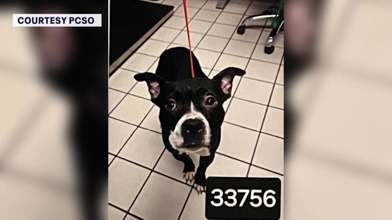 Man convicted in animal cruelty case that inspired 'Dexter's Law ...