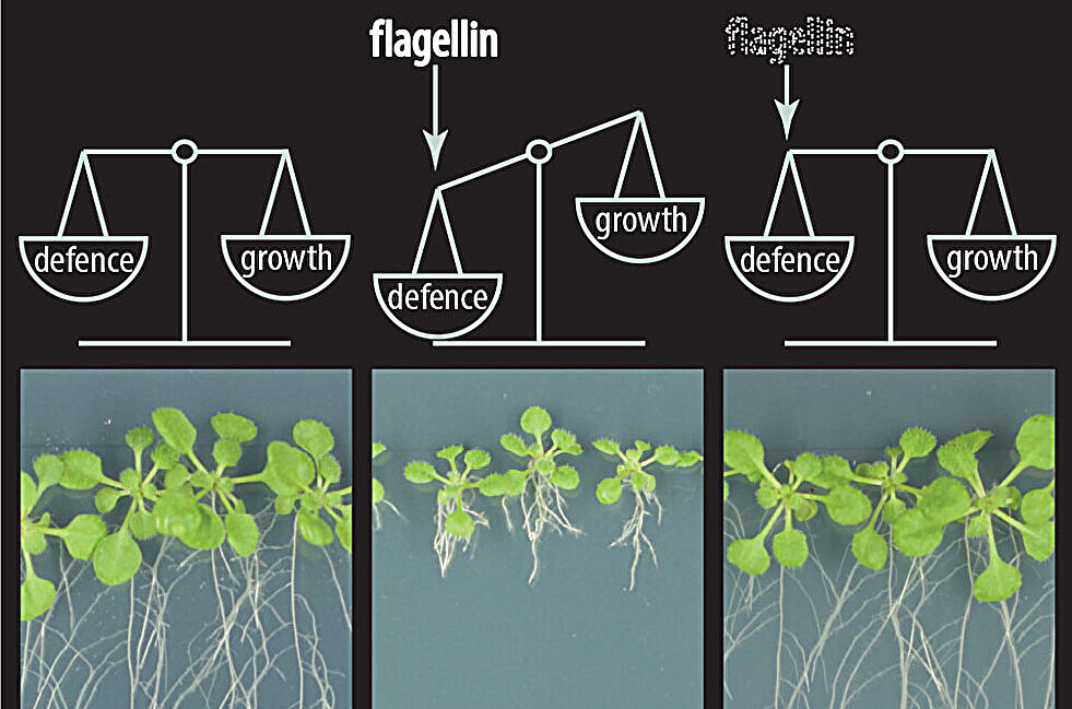 Blocking plant immune responses gives colonizing bacteria a competitive ...