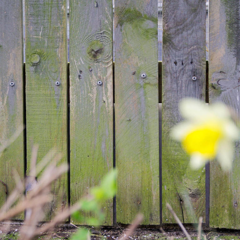 How to remove algae from a fence — 4 methods that will banish the green ...
