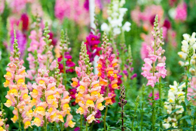 10 Fast-Growing Flowers to Transform Your Garden