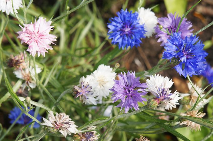 10 Fast-Growing Flowers to Transform Your Garden