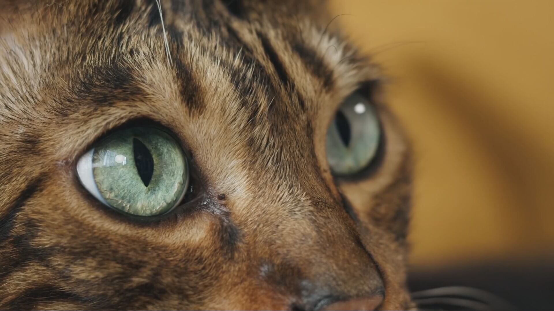 Local woman raises concerns about the safety of a pain medication given ...