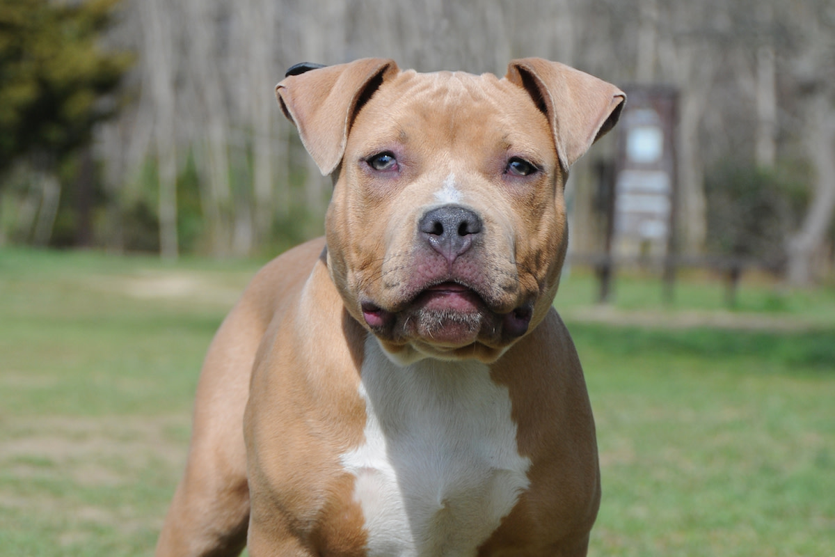 Micro Bully's Precious Wiggles Are the Pure Definition of Happiness