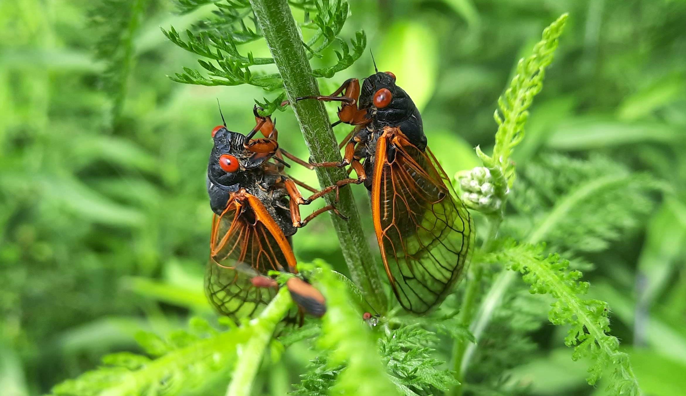 Cicadas, a land lobster to humans and delicacy for animals and fish, to ...