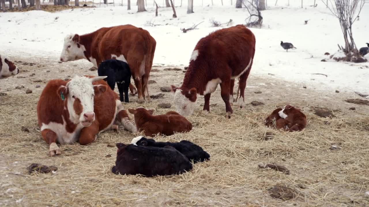 Montana rancher talks about challenges of calving during winter's chill