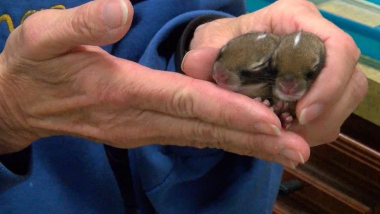 South Plains Wildlife encourages citizens to look out for displaced ...